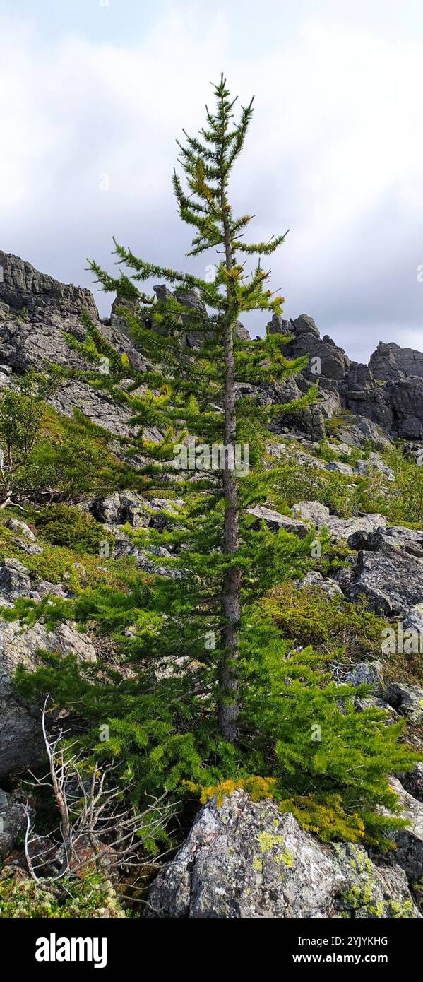 Siberian larch (Larix sibirica Stock Photo - Alamy