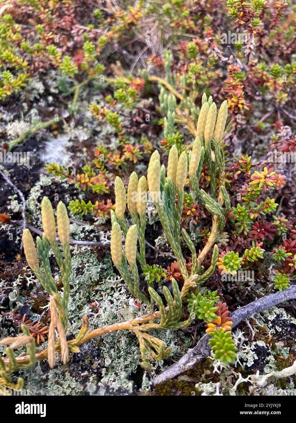 alpine clubmoss (Diphasiastrum alpinum Stock Photo - Alamy