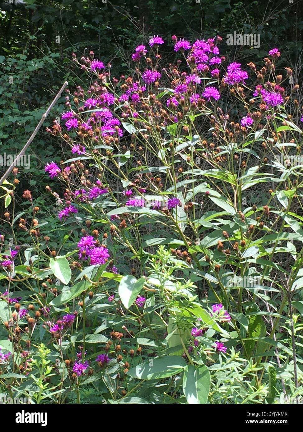 New York ironweed (Vernonia noveboracensis Stock Photo - Alamy
