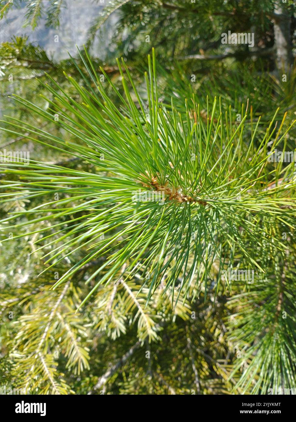 western white pine (Pinus monticola Stock Photo - Alamy