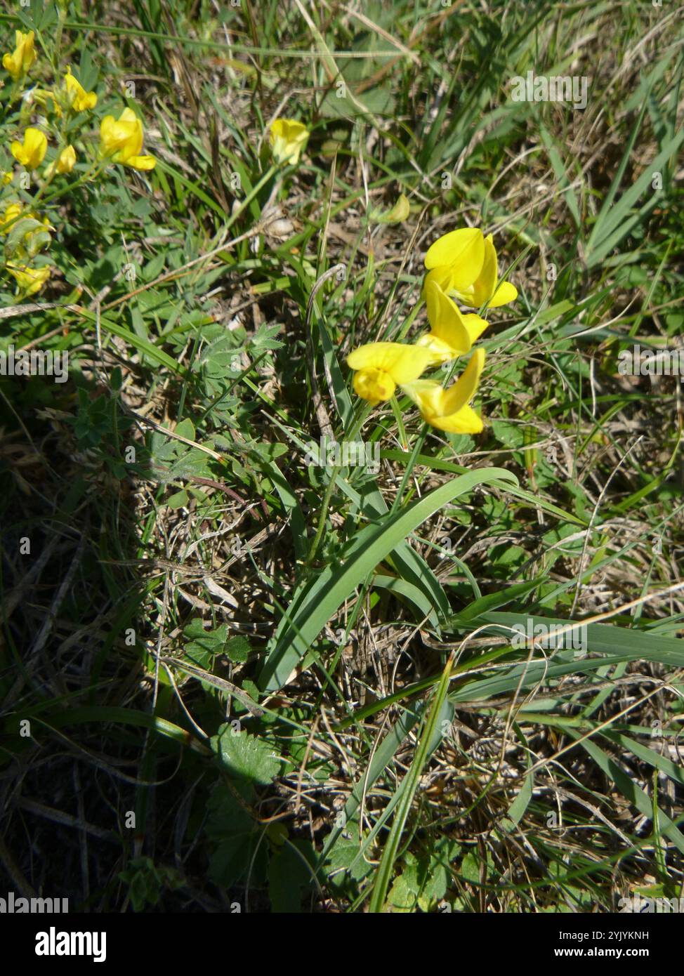 common bird's-foot trefoil (Lotus corniculatus corniculatus Stock Photo ...