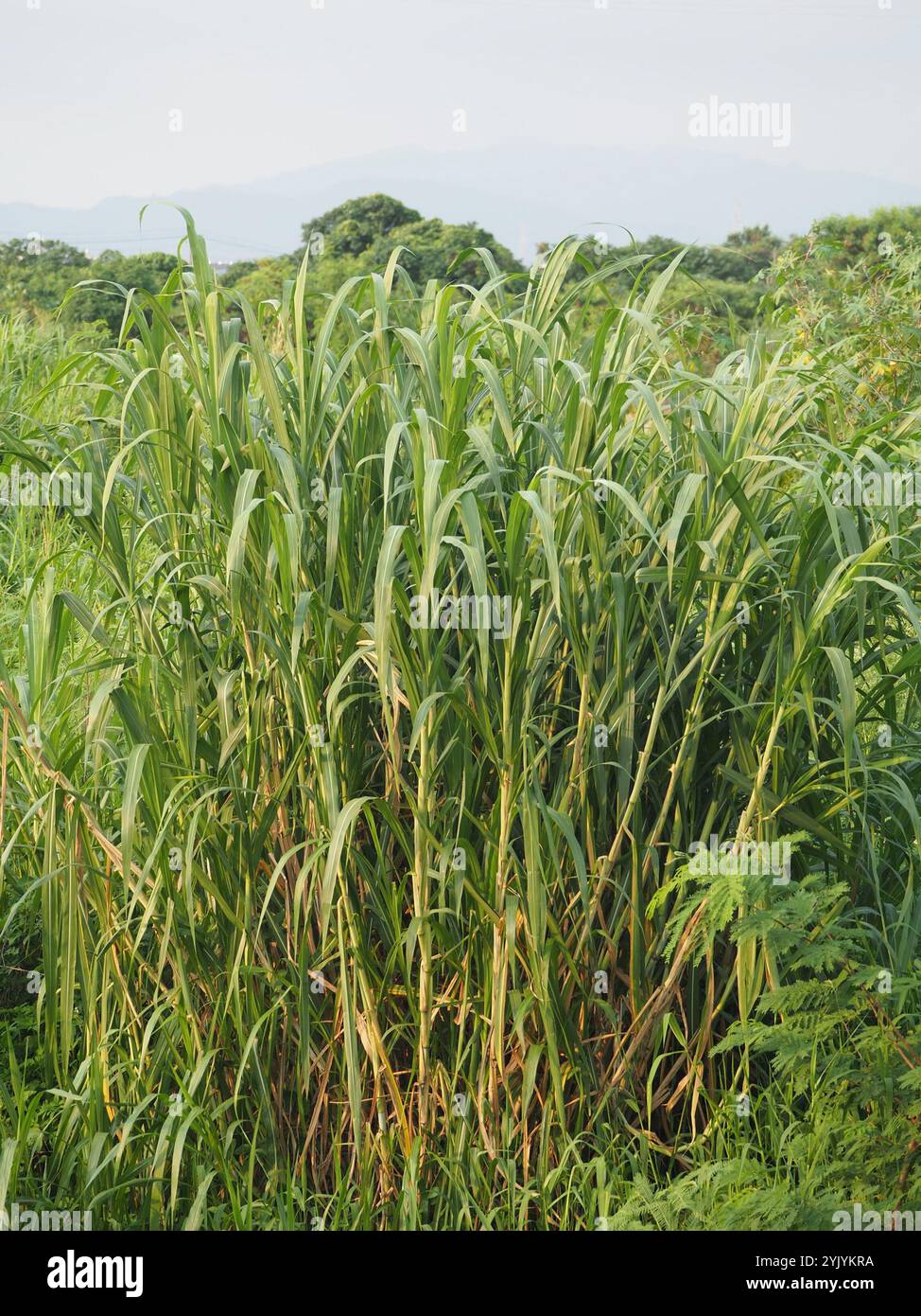 napier grass (Cenchrus purpureus Stock Photo - Alamy