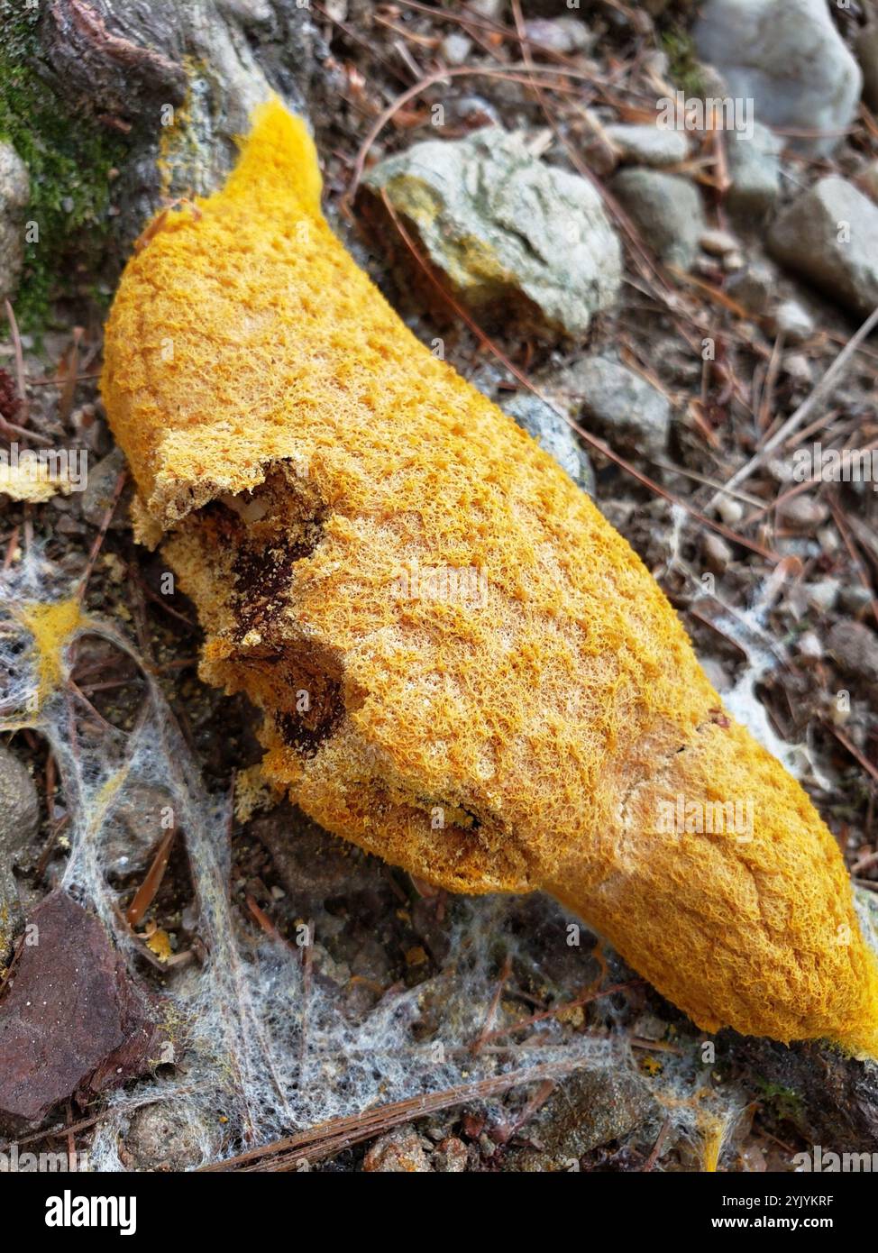 Dog Vomit Slime Mold (Fuligo septica Stock Photo - Alamy