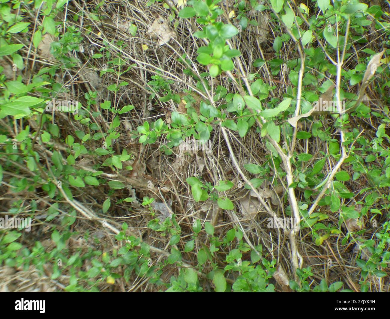 Georgia calamint (Clinopodium carolinianum Stock Photo - Alamy