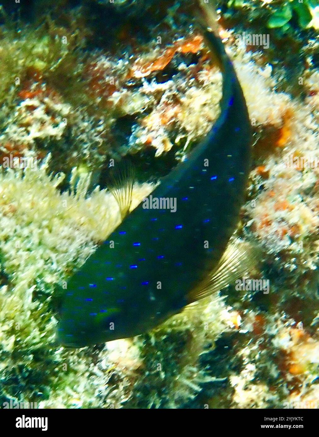 Jewel damsel hi-res stock photography and images - Alamy