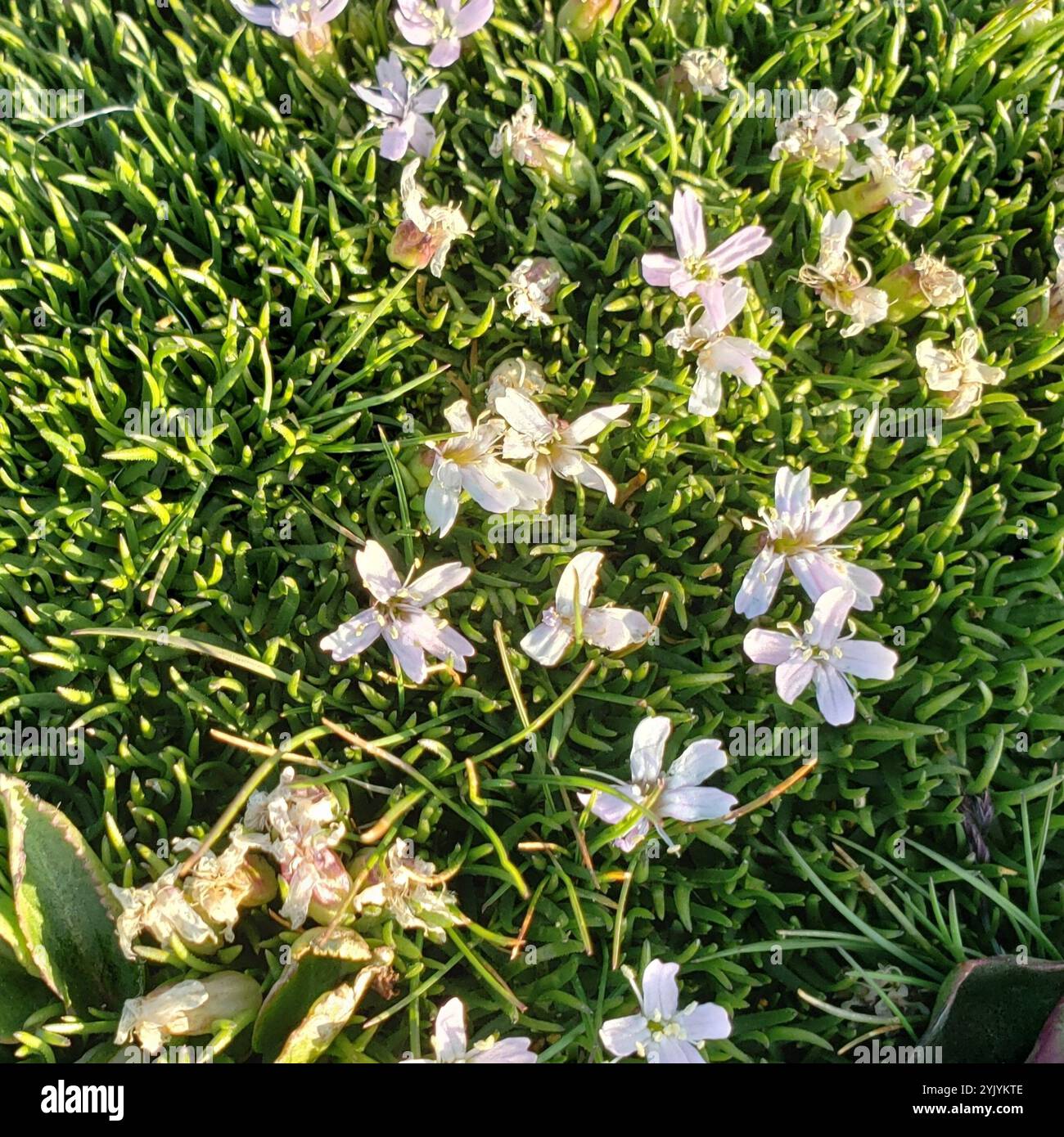 Moss Campion (Silene acaulis Stock Photo - Alamy