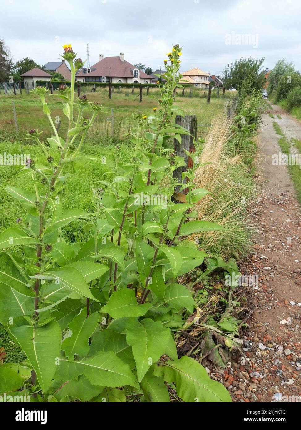 Inula racemosa hi-res stock photography and images - Alamy