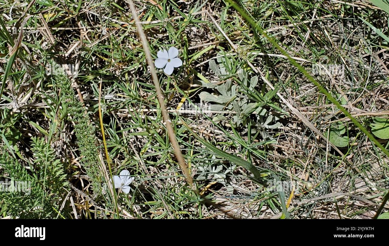 Phlox multiflora hi-res stock photography and images - Alamy