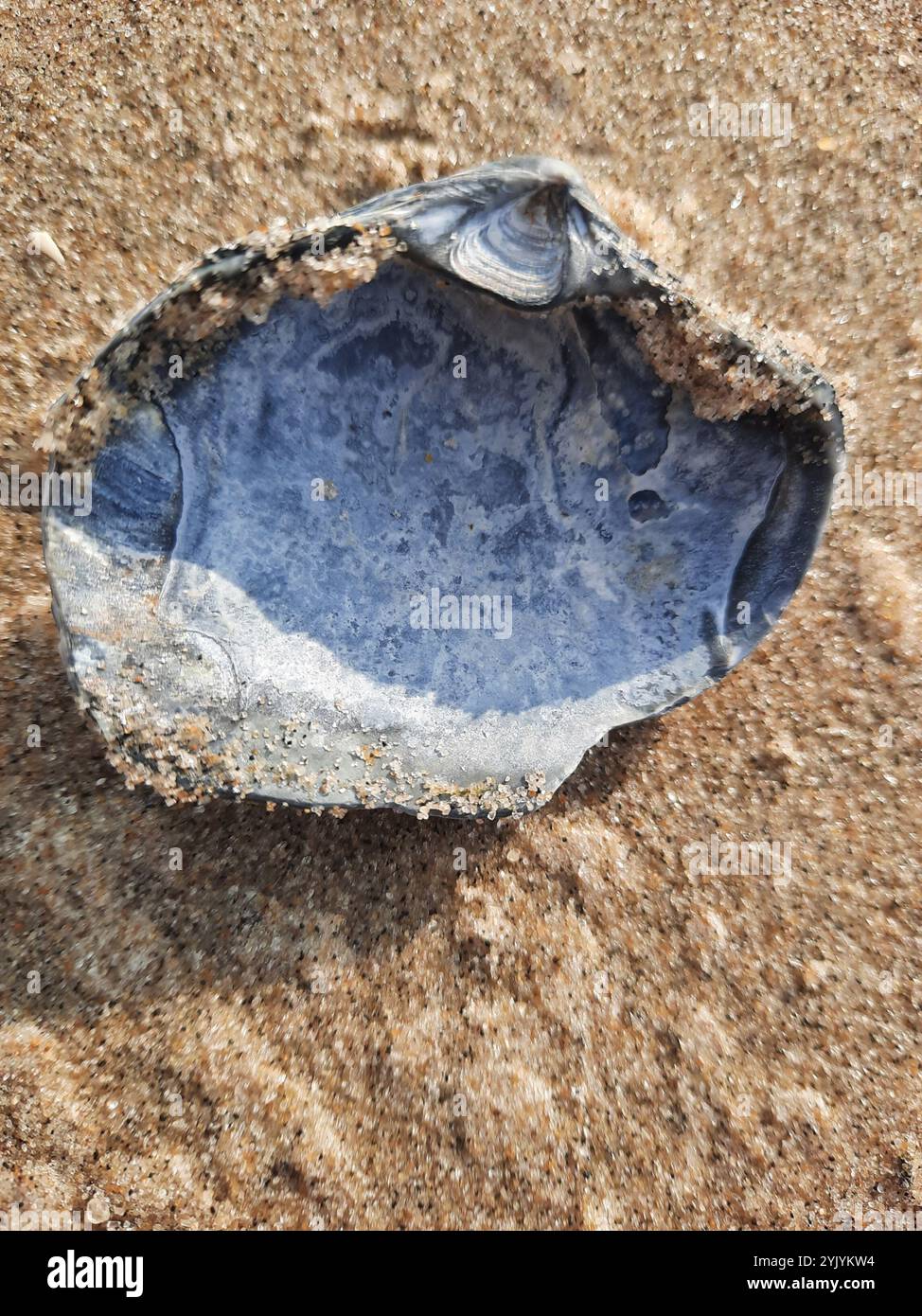 West Atlantic Surfclam (Spisula solidissima Stock Photo - Alamy