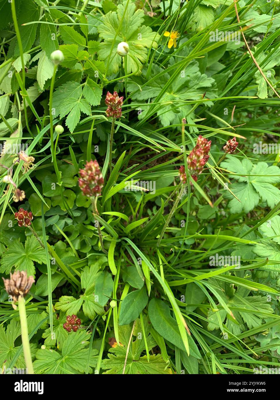 Sticky False Asphodel (Triantha glutinosa Stock Photo - Alamy