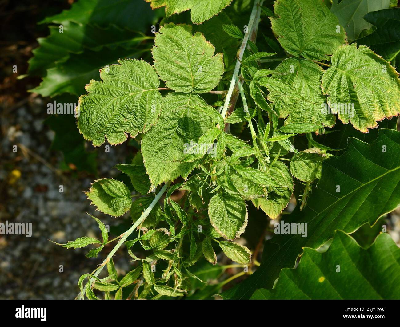black raspberry (Rubus occidentalis Stock Photo - Alamy