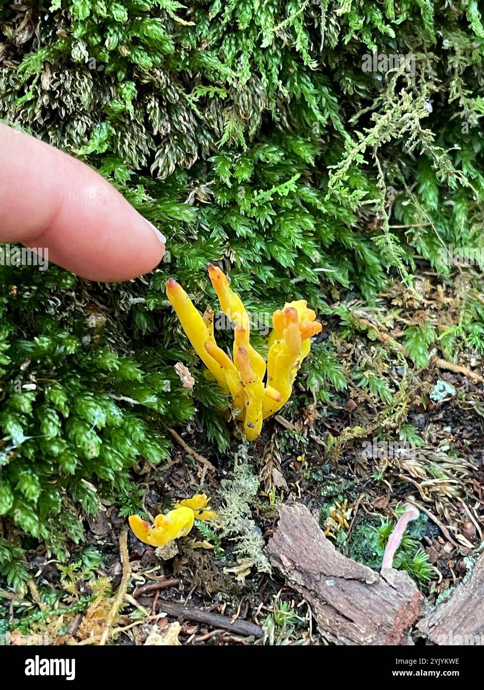 Golden Spindles (Clavulinopsis fusiformis Stock Photo - Alamy