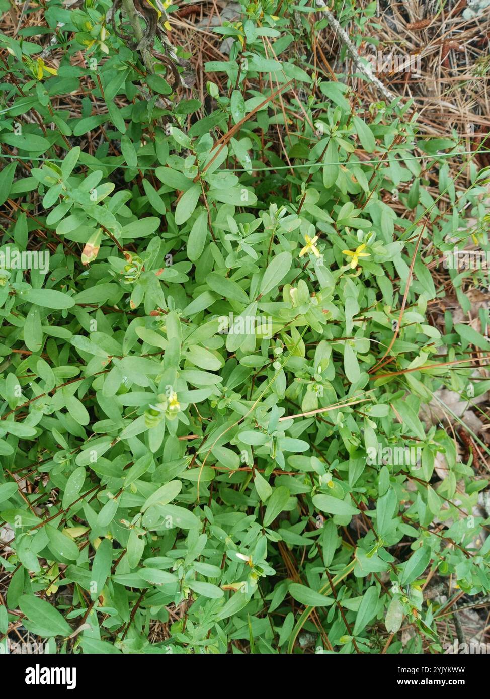 St. Andrew's cross (Hypericum hypericoides Stock Photo - Alamy