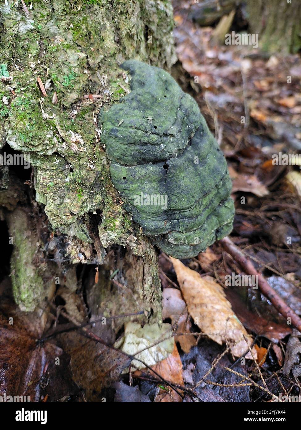 Hoof Fungus (Fomes fomentarius Stock Photo - Alamy