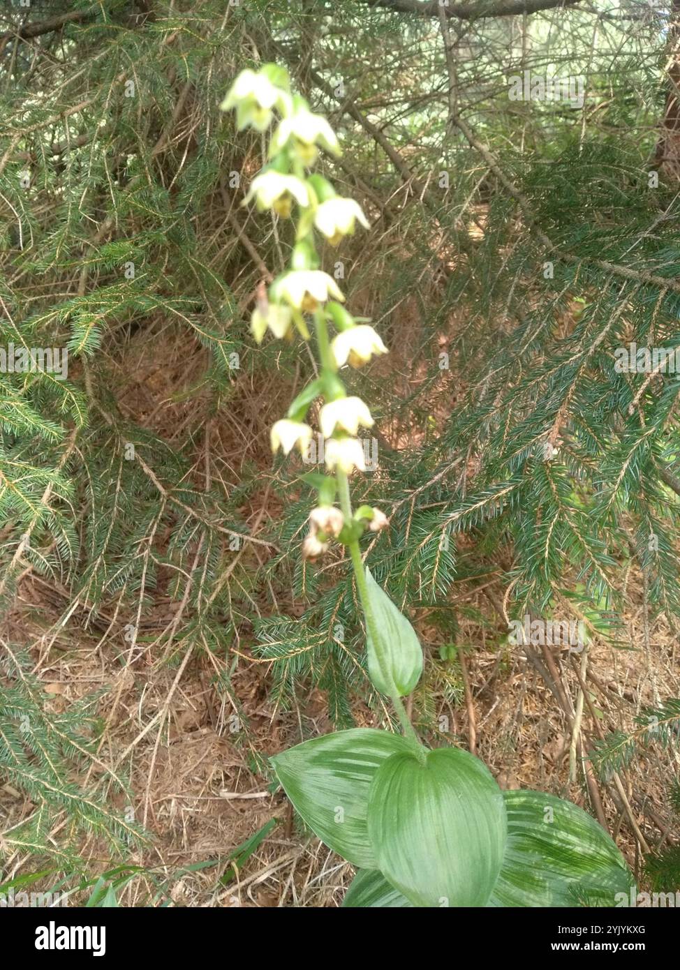 Broad-leaved helleborine (Epipactis helleborine Stock Photo - Alamy