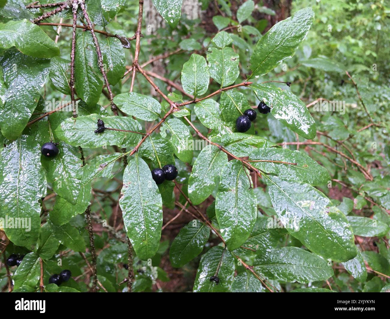Black-berried Honeysuckle (Lonicera nigra Stock Photo - Alamy