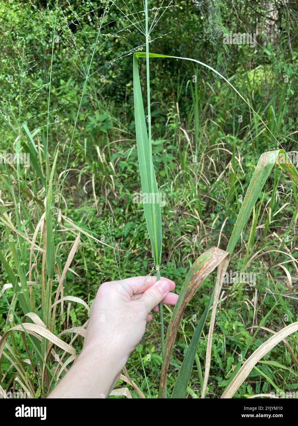 guinea grass (Megathyrsus maximus Stock Photo - Alamy