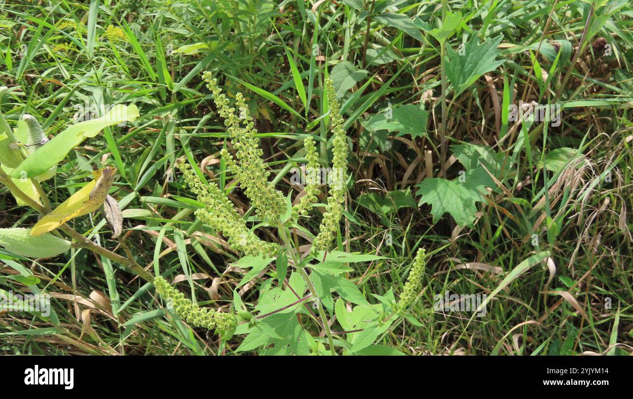 giant ragweed (Ambrosia trifida Stock Photo - Alamy