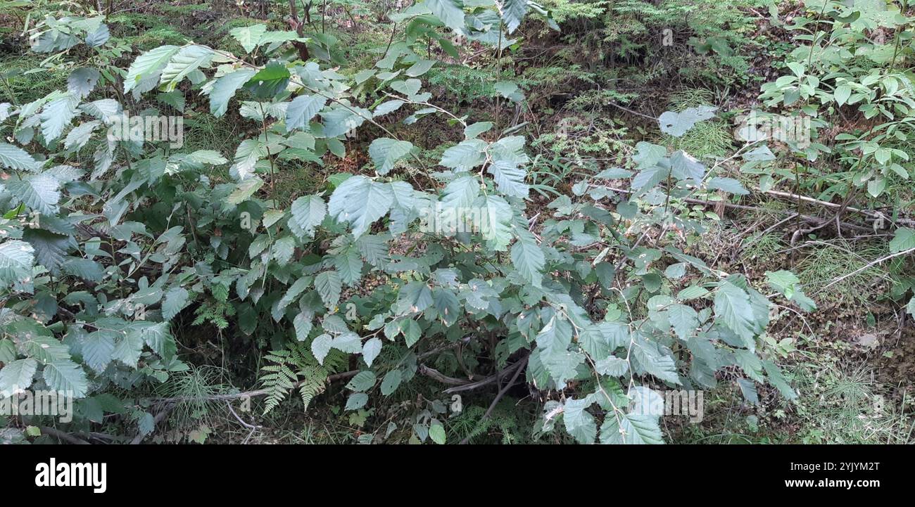 Sitka alder hi-res stock photography and images - Alamy