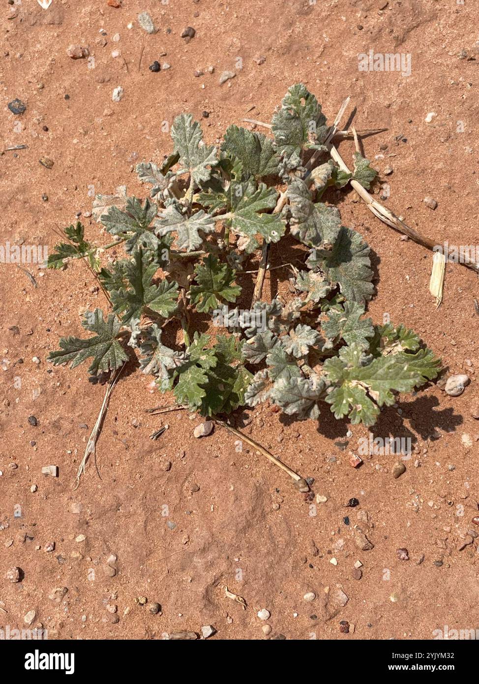 Munro's Globemallow (Sphaeralcea munroana Stock Photo - Alamy