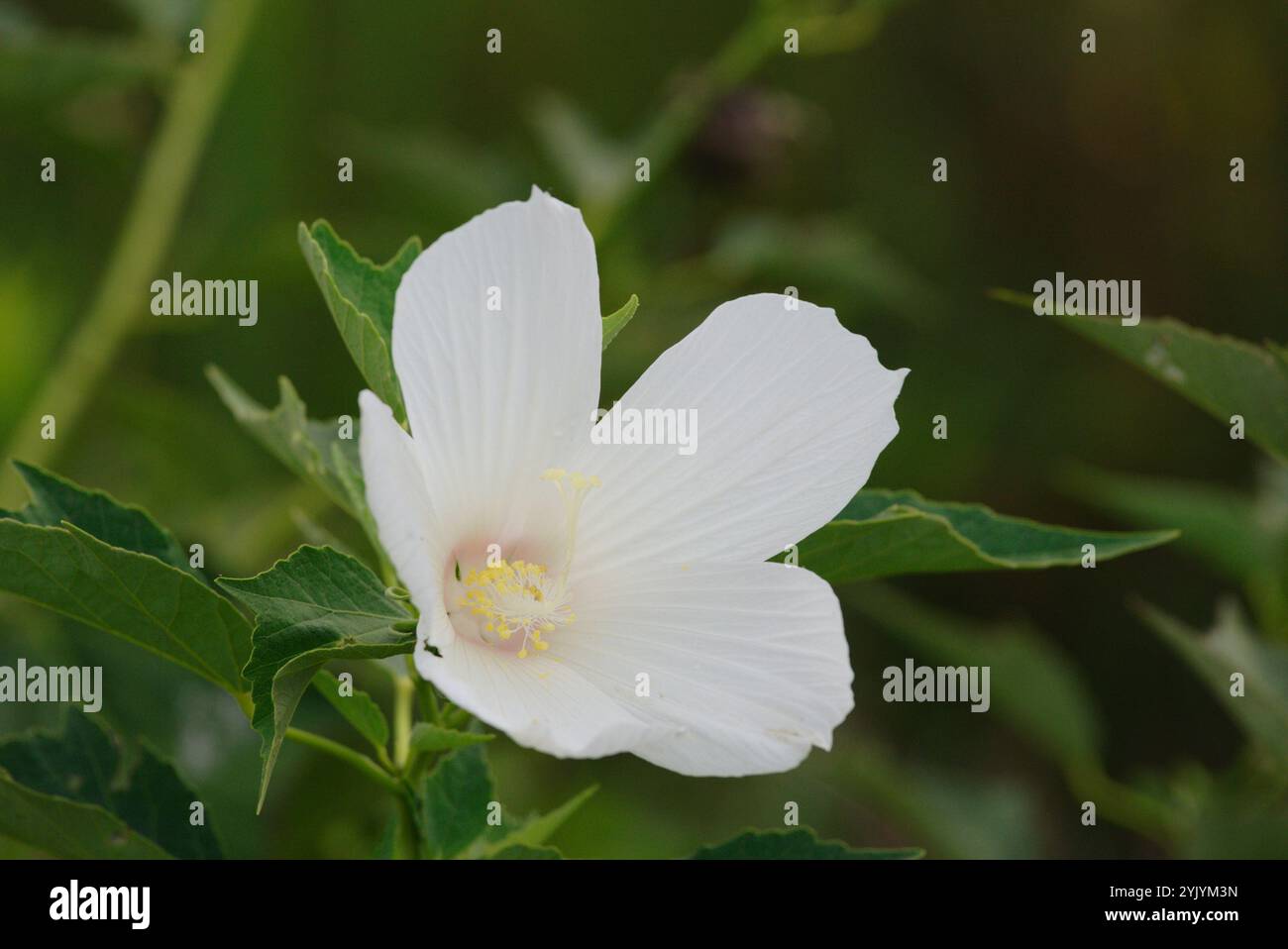swamp rose mallow (Hibiscus moscheutos Stock Photo - Alamy