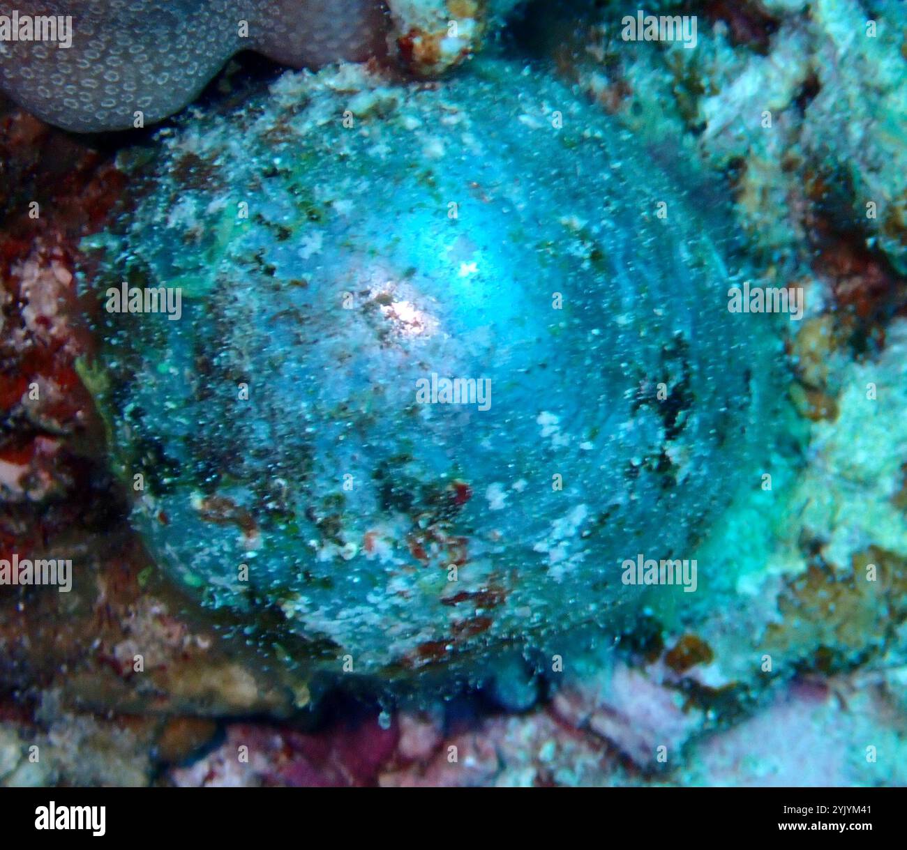 Valonia ventricosa hi-res stock photography and images - Alamy