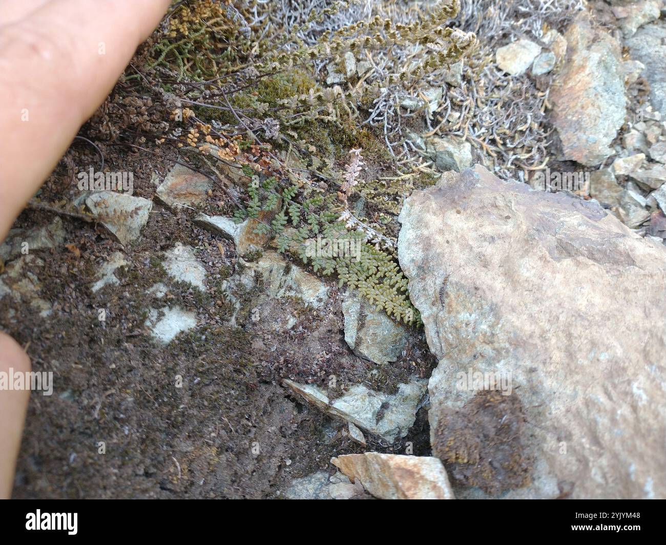 Myriopteris gracillima hi-res stock photography and images - Alamy