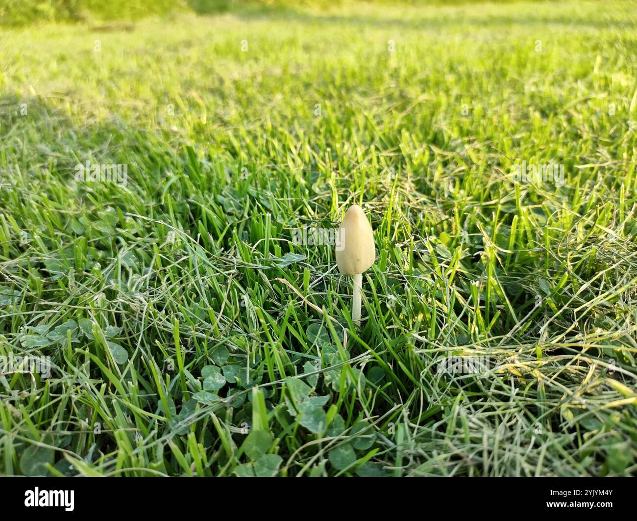 Milky conecap conocybe apala hi-res stock photography and images - Alamy