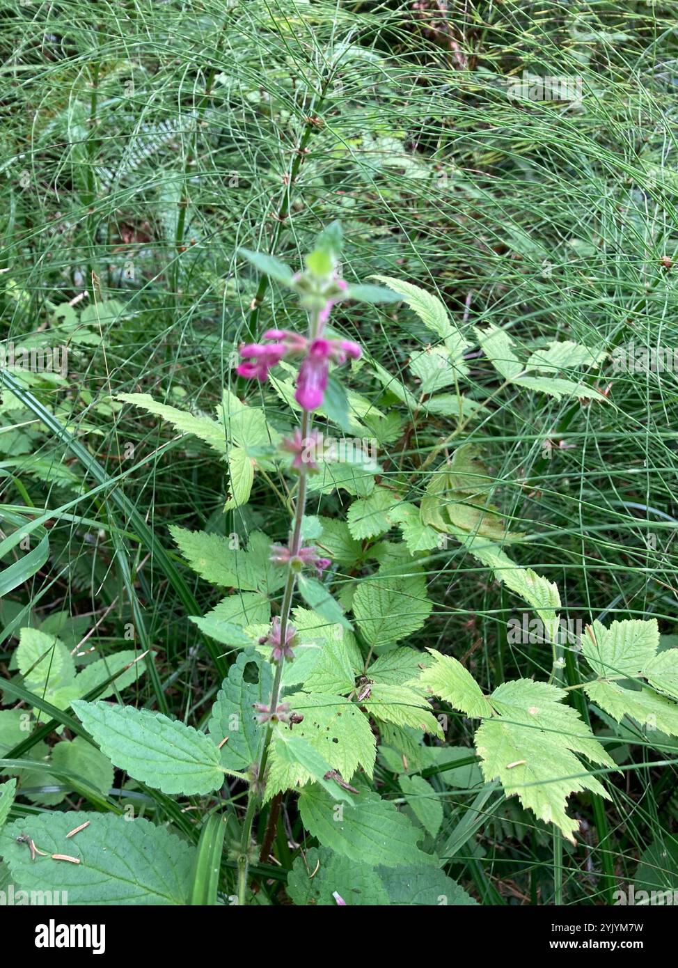 Coastal hedge nettle hi-res stock photography and images - Alamy