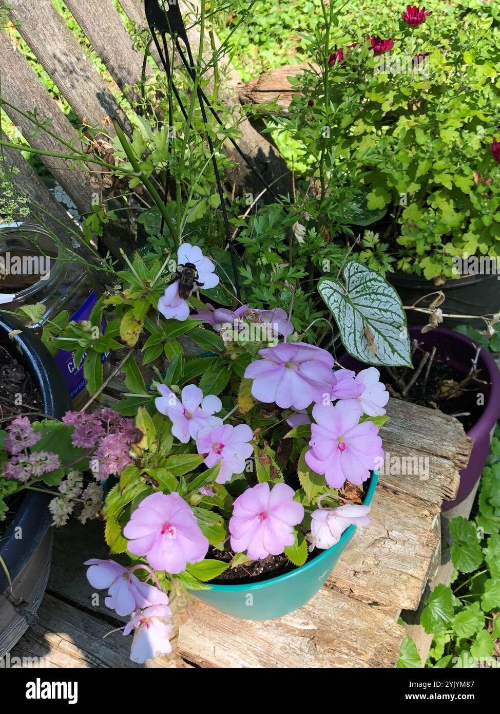 Virginia Carpenter Bee (Xylocopa virginica virginica Stock Photo - Alamy