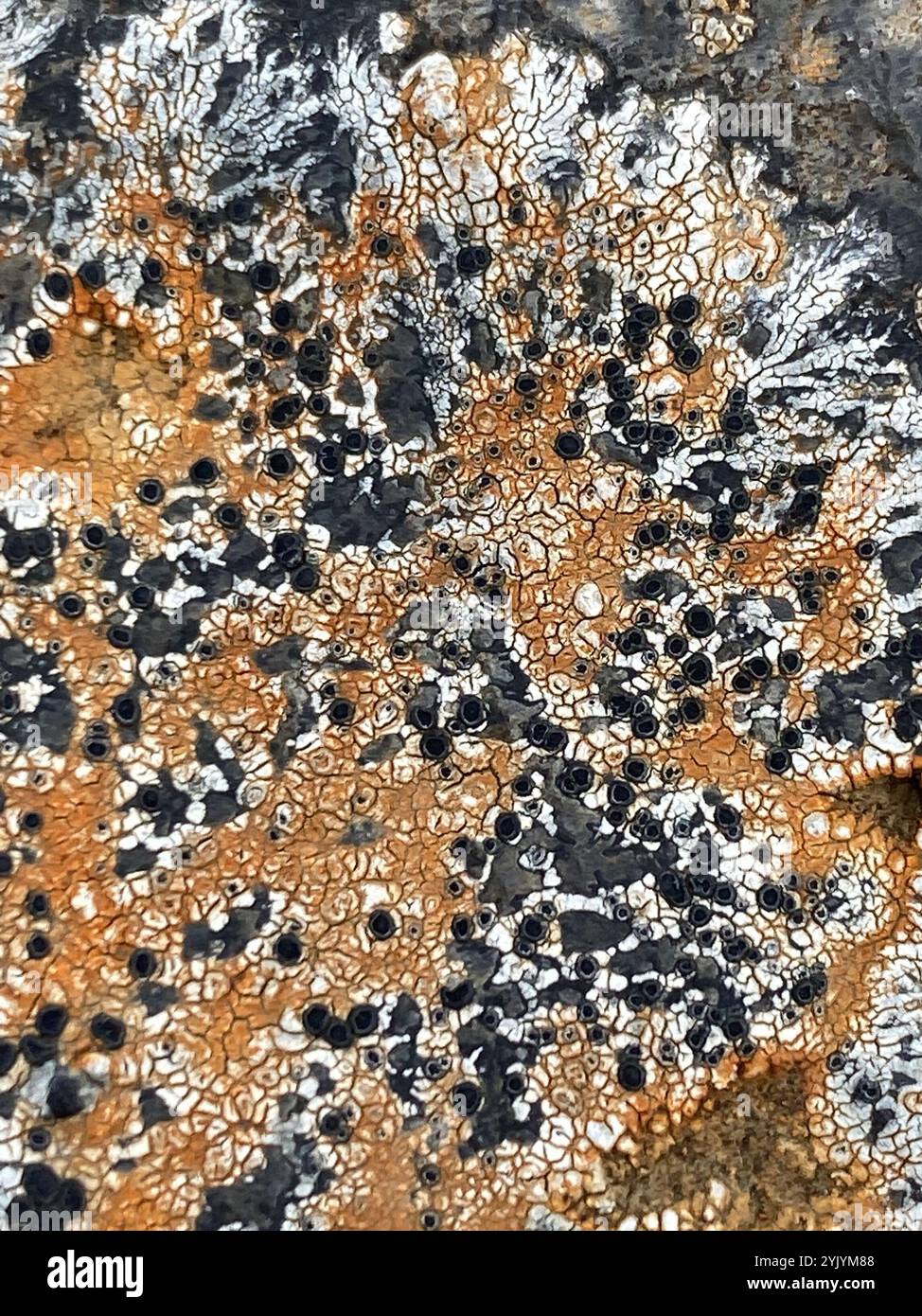Tile Lichens (Lecidea Stock Photo - Alamy