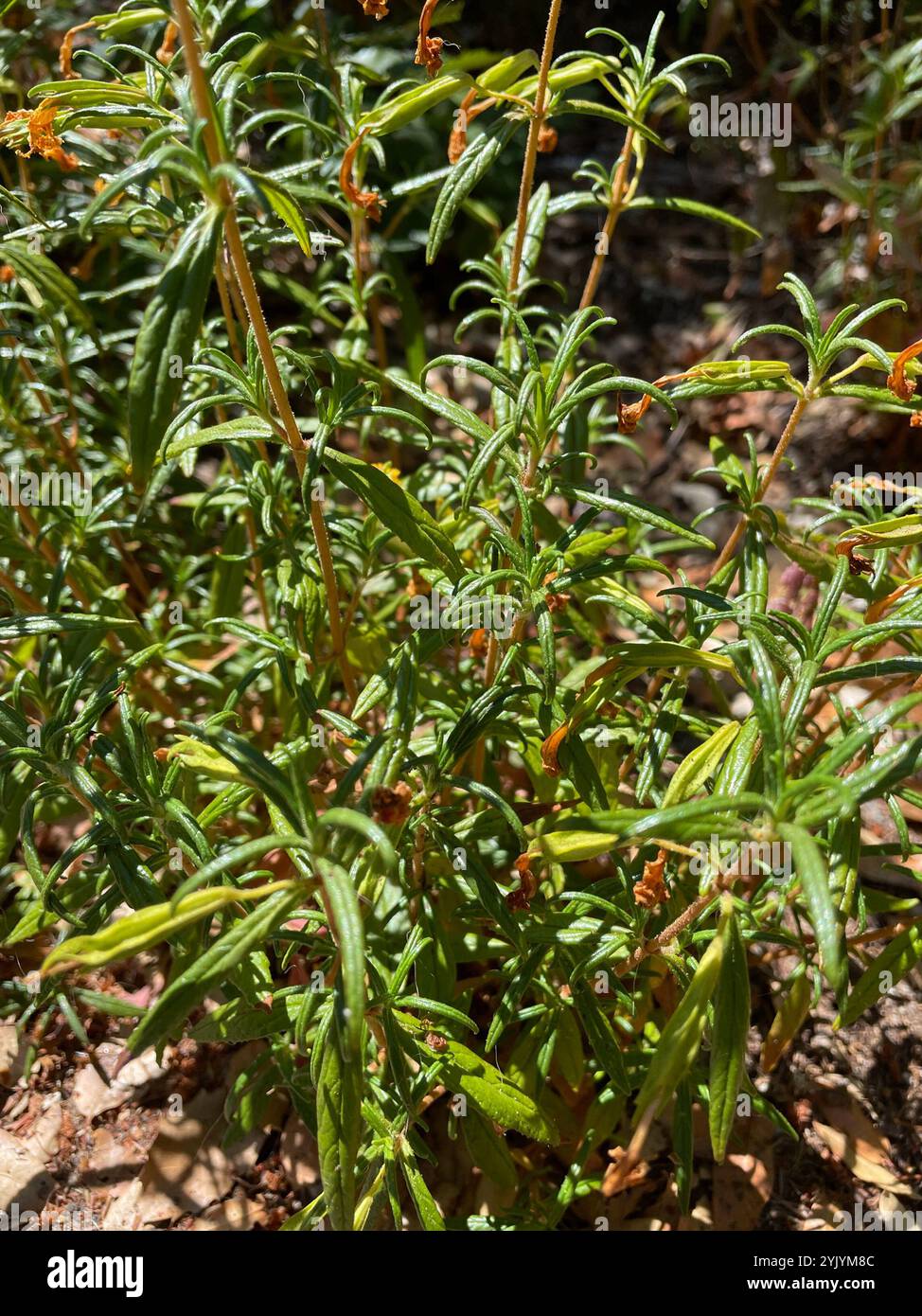 orange bush monkeyflower (Diplacus aurantiacus Stock Photo - Alamy