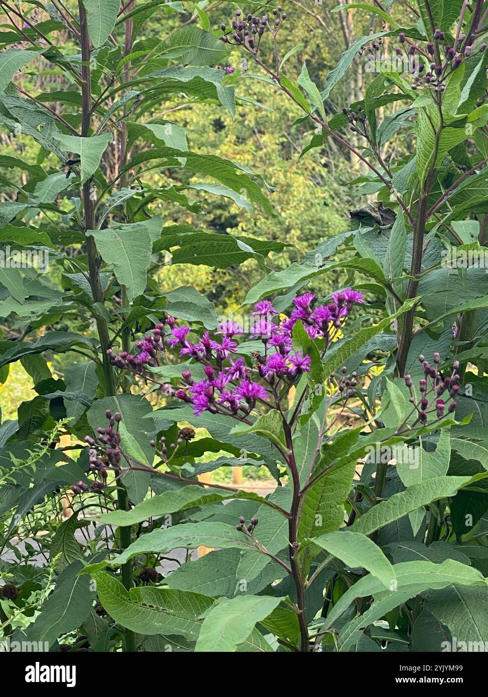 Tall Ironweed (Vernonia gigantea Stock Photo - Alamy