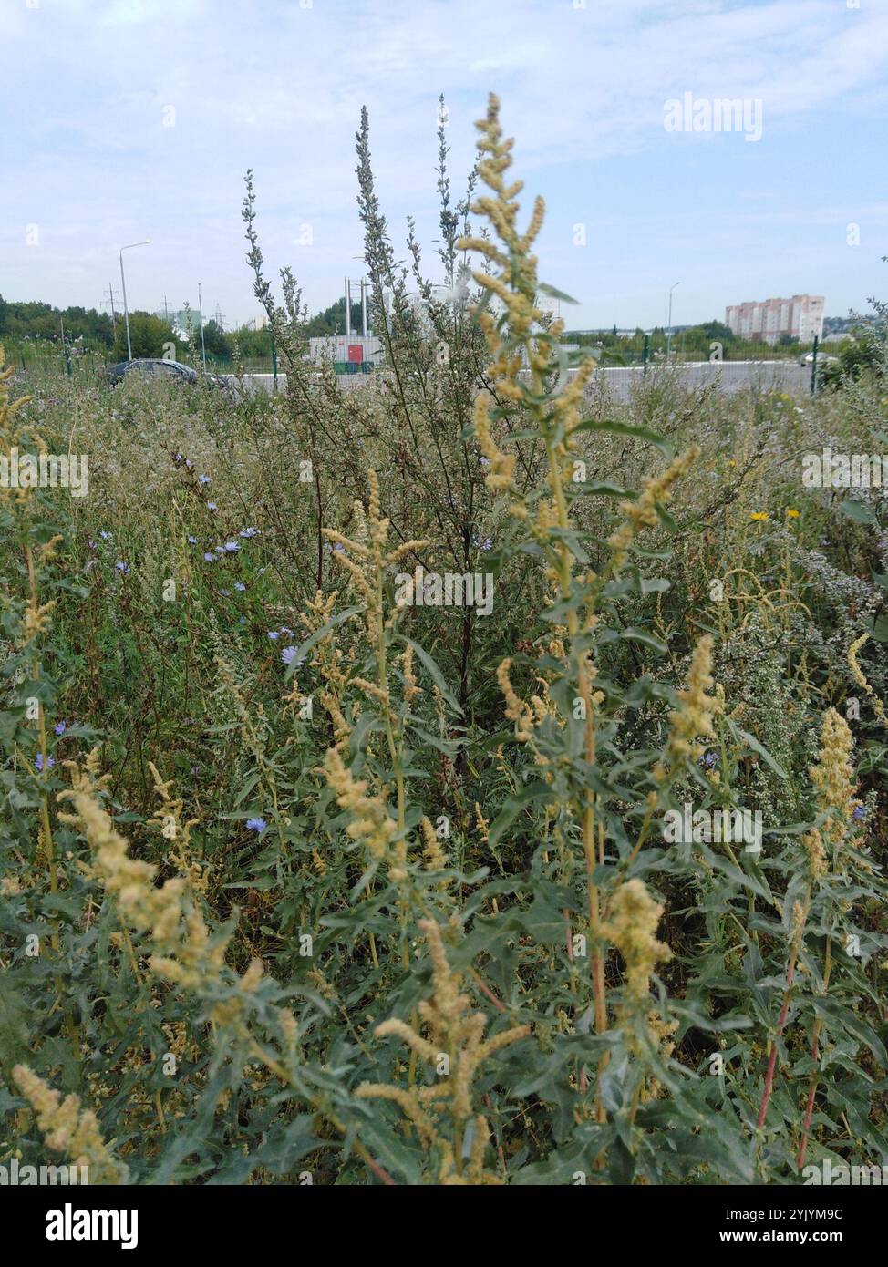 Tatrian Saltbush (Atriplex tatarica Stock Photo - Alamy