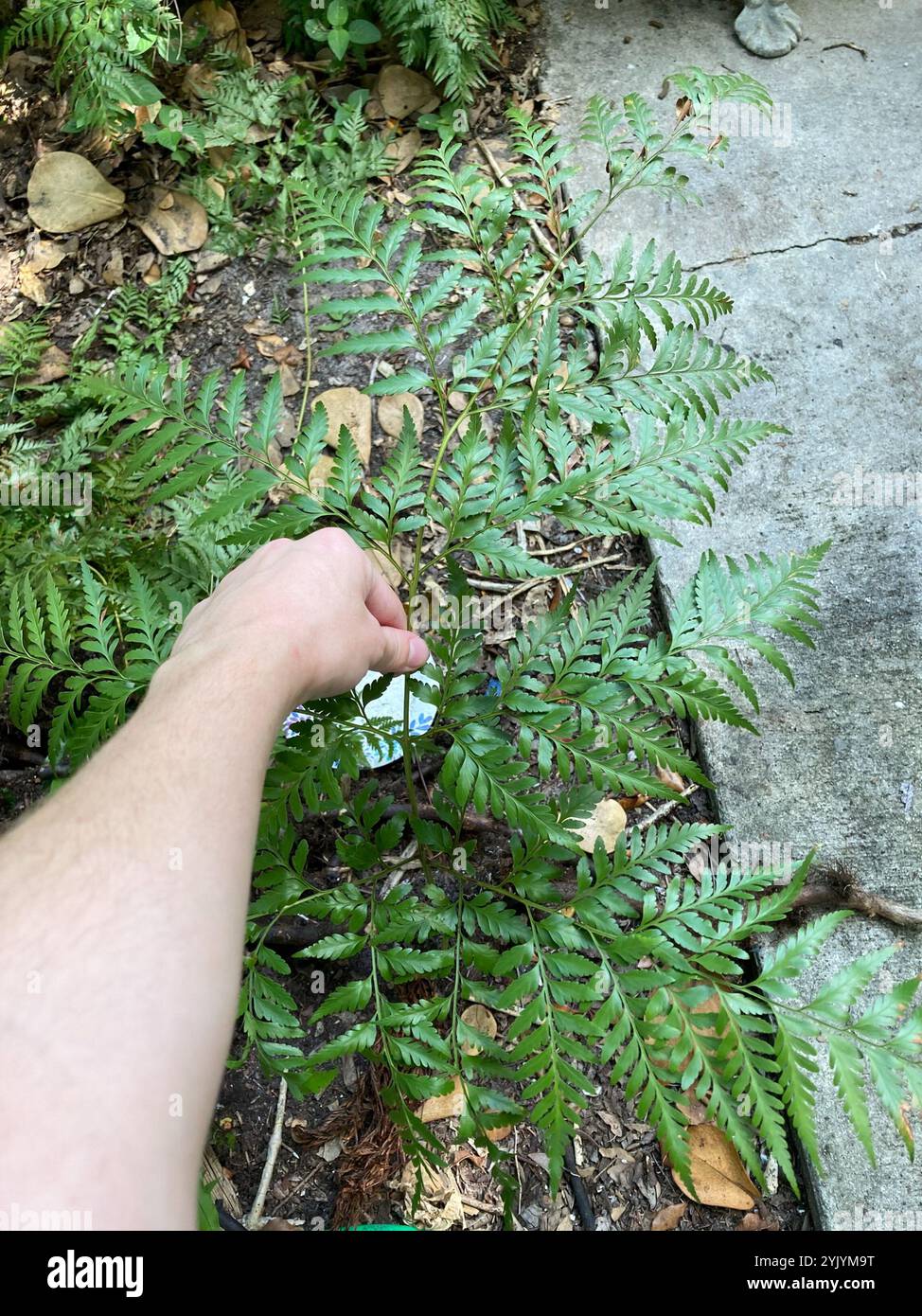 leatherleaf fern (Rumohra adiantiformis Stock Photo - Alamy