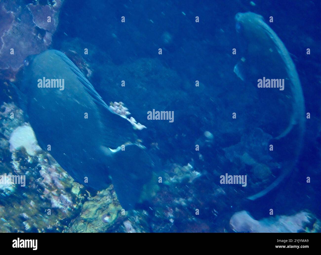 Dusky Spinefoot (Siganus luridus Stock Photo - Alamy