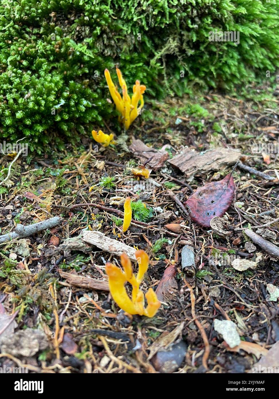 Golden Spindles (Clavulinopsis fusiformis Stock Photo - Alamy