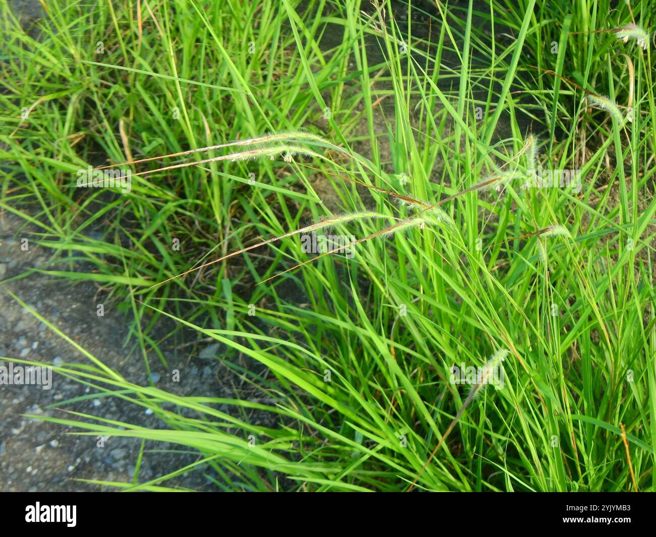 tanglehead (Heteropogon contortus Stock Photo - Alamy