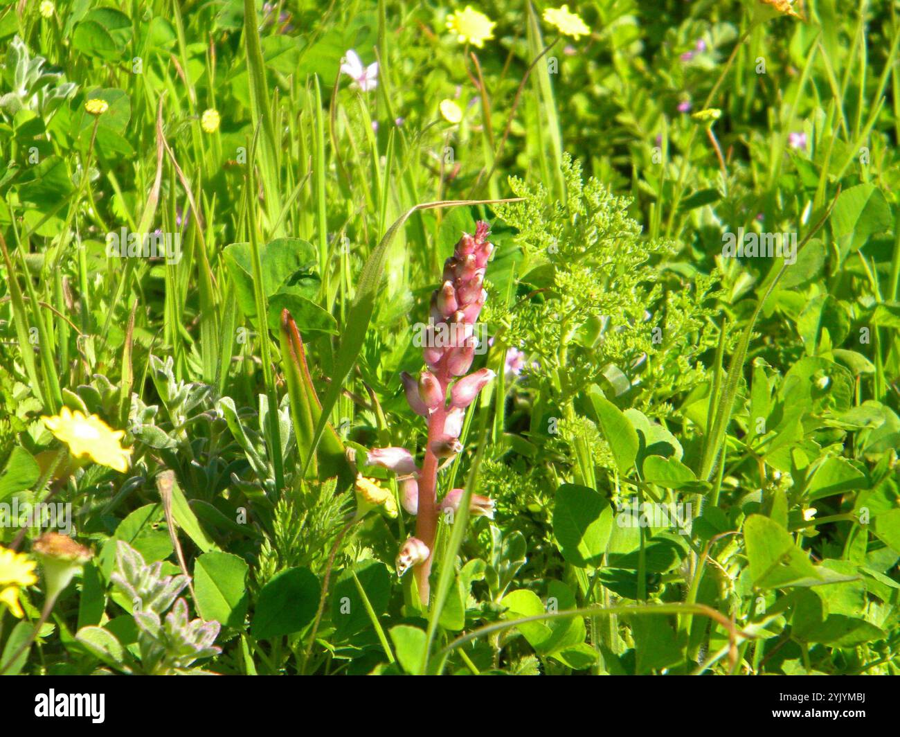 Lachenalia pallida hi-res stock photography and images - Alamy