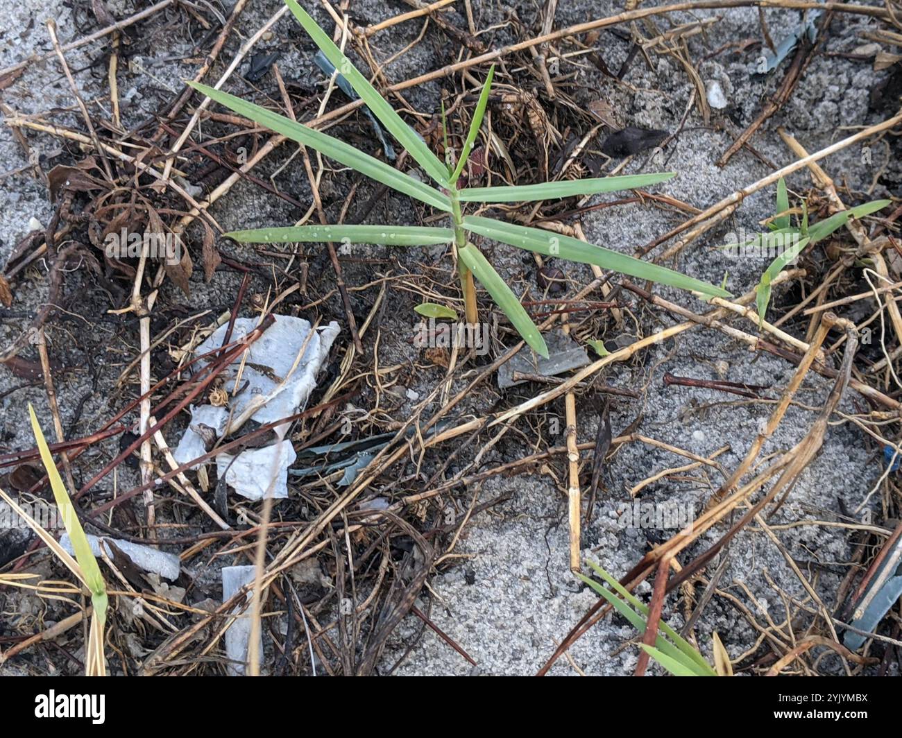 Torpedo grass (Panicum repens Stock Photo - Alamy