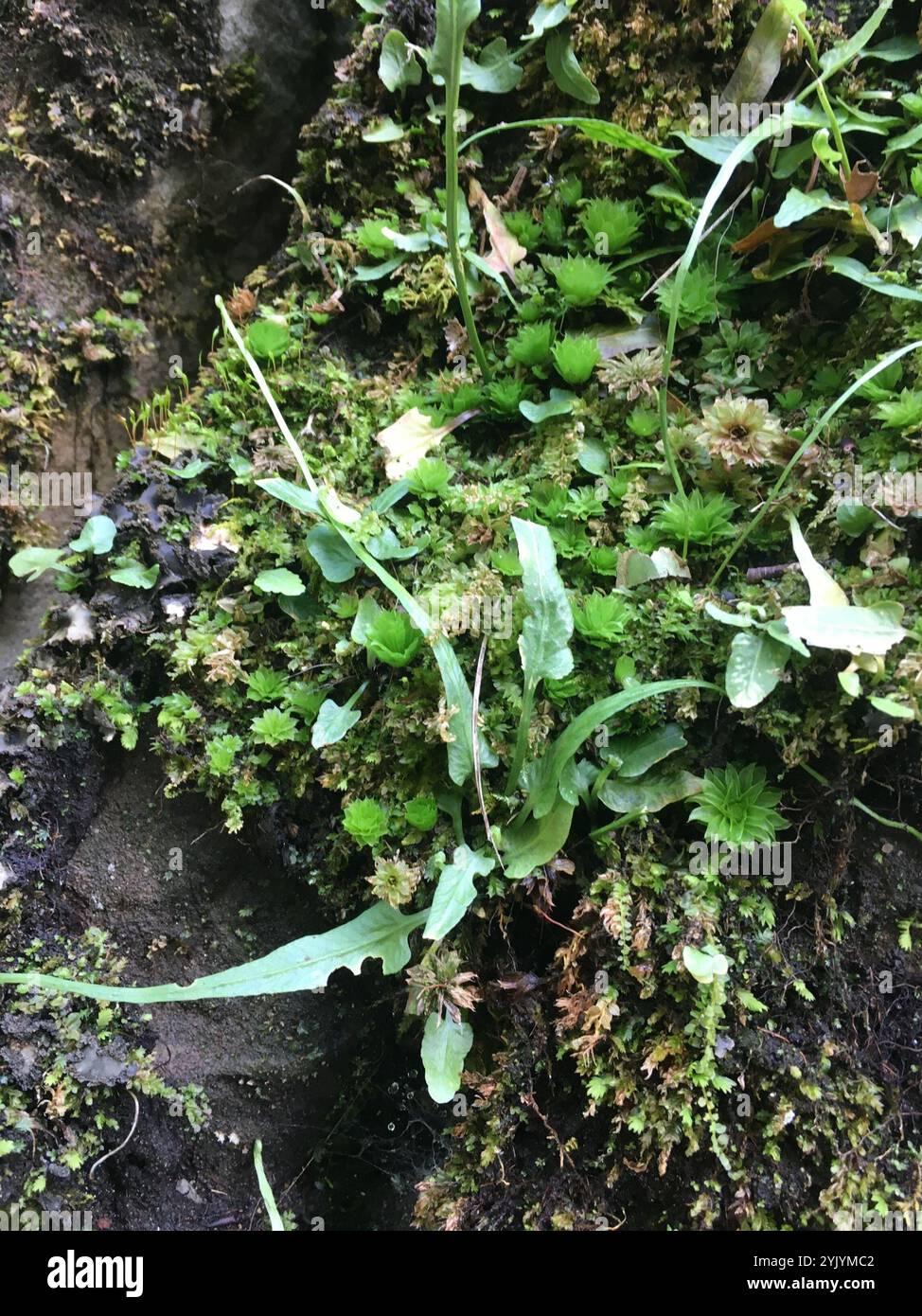 walking fern (Asplenium rhizophyllum Stock Photo - Alamy