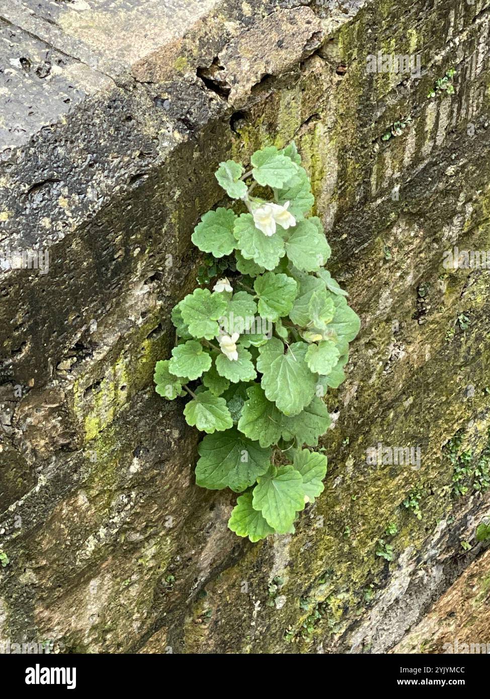 Trailing Snapdragon (Asarina procumbens Stock Photo - Alamy