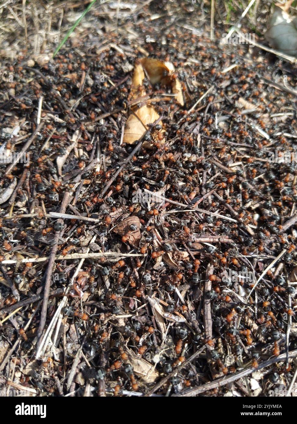 Thatching ant hi-res stock photography and images - Alamy