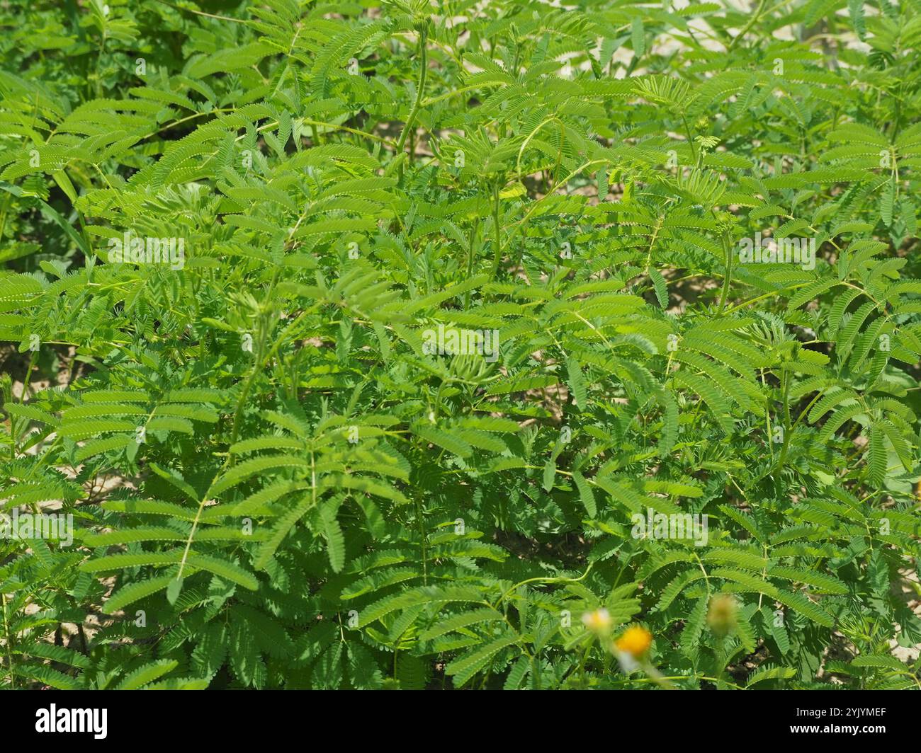False mimosa hi-res stock photography and images - Alamy