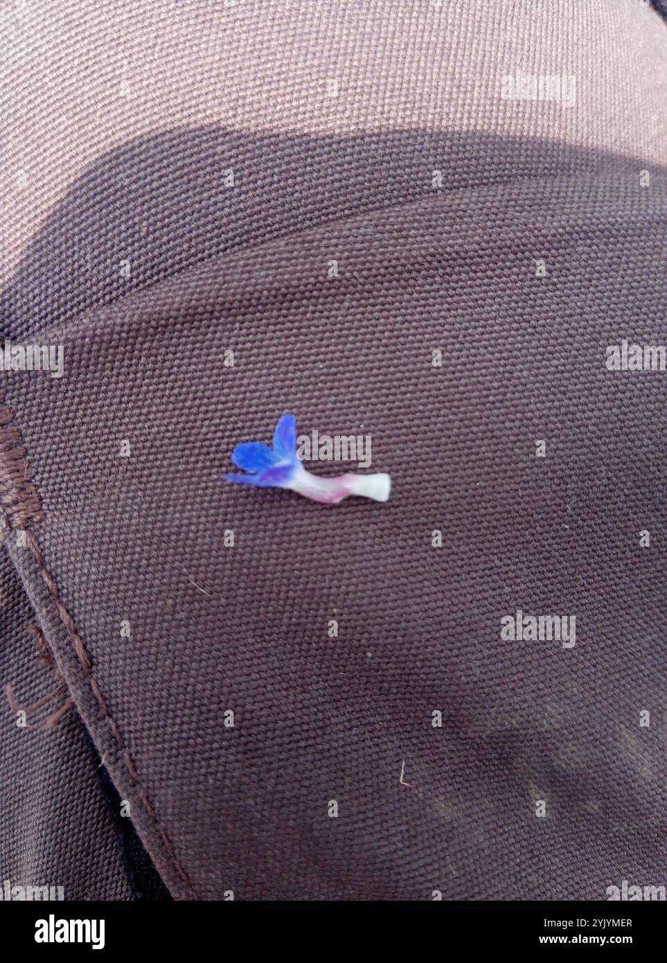 small bugloss (Anchusa arvensis Stock Photo - Alamy