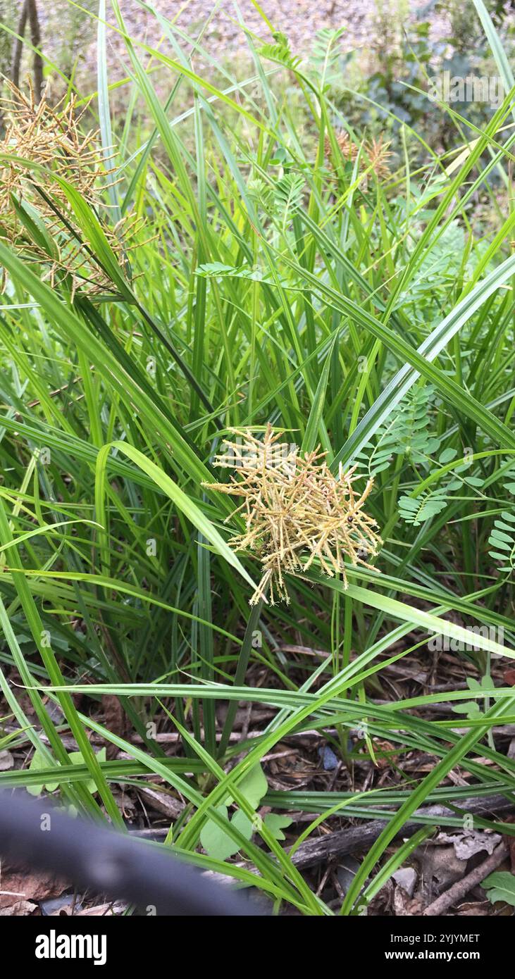yellow nutsedge (Cyperus esculentus Stock Photo - Alamy