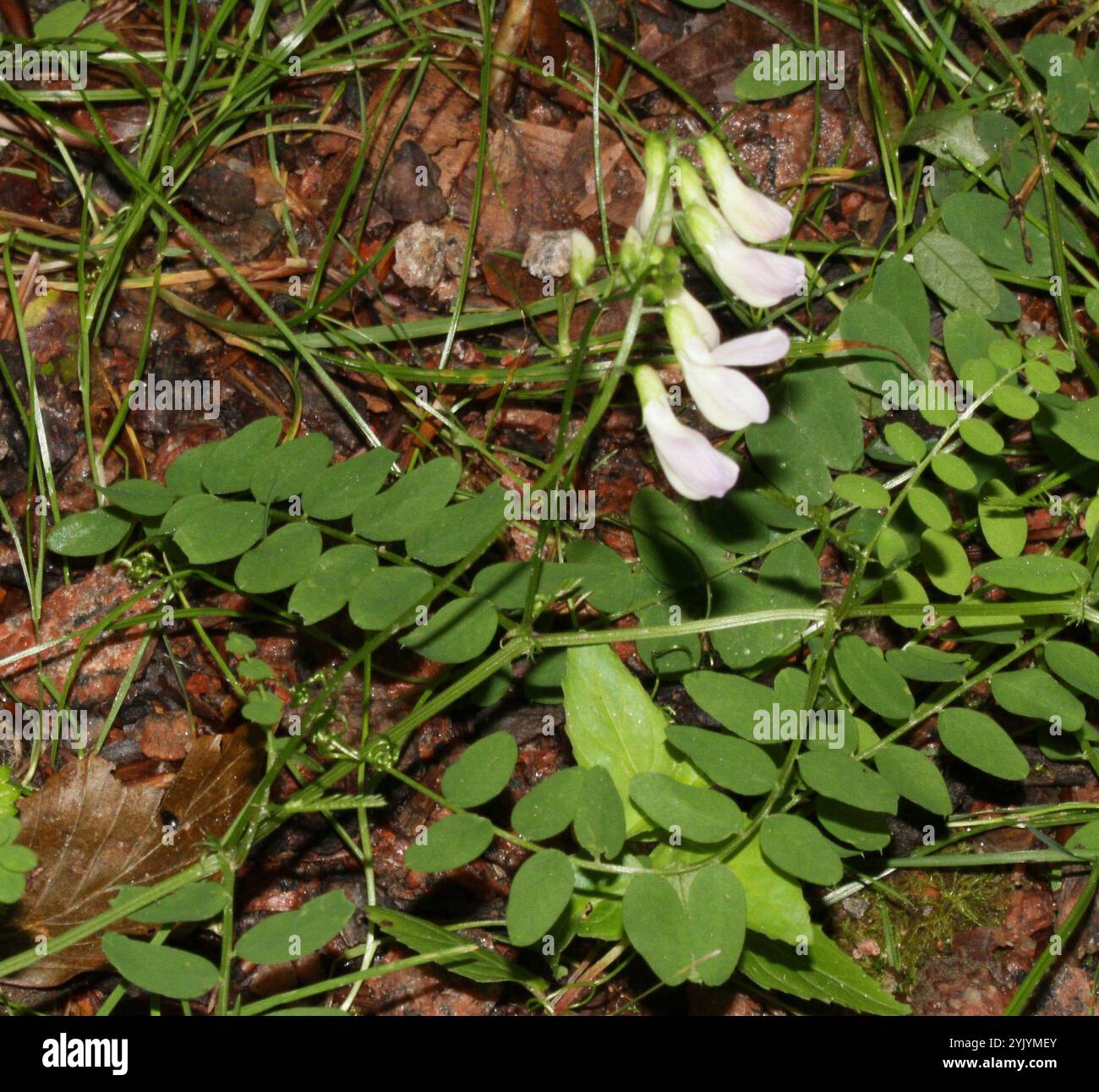Wood Vetch (Vicia sylvatica Stock Photo - Alamy