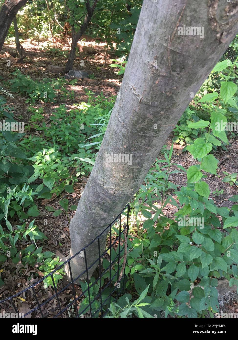 Chinese Hackberry (Celtis sinensis Stock Photo - Alamy