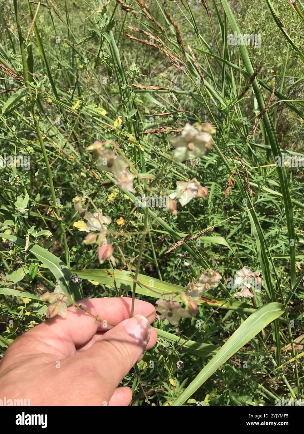 White Four o'Clock (Mirabilis albida Stock Photo - Alamy