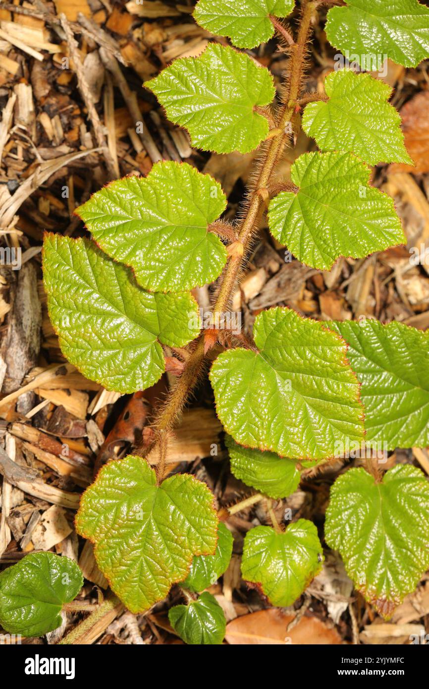 Chinese Bramble (Rubus tricolor Stock Photo - Alamy